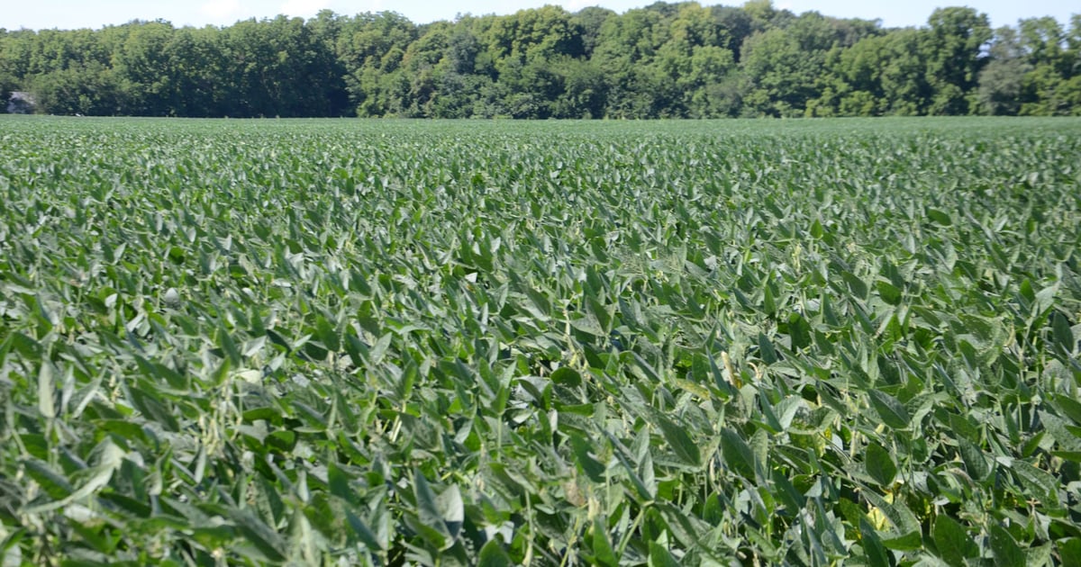 Science builds better crop plants