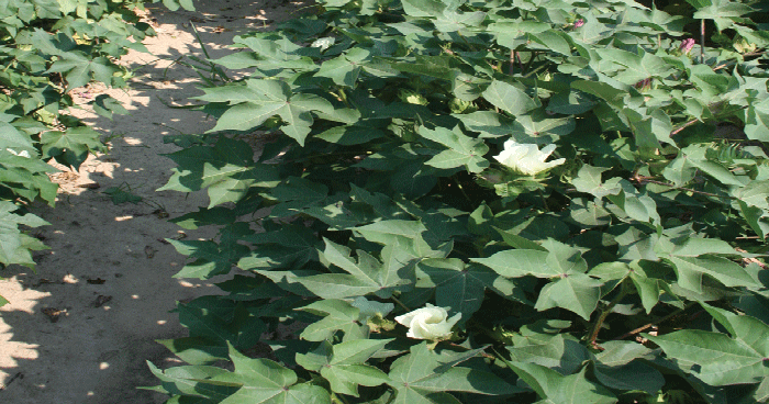 Agribusiness: Dow's Transform WG insecticide granted federal label