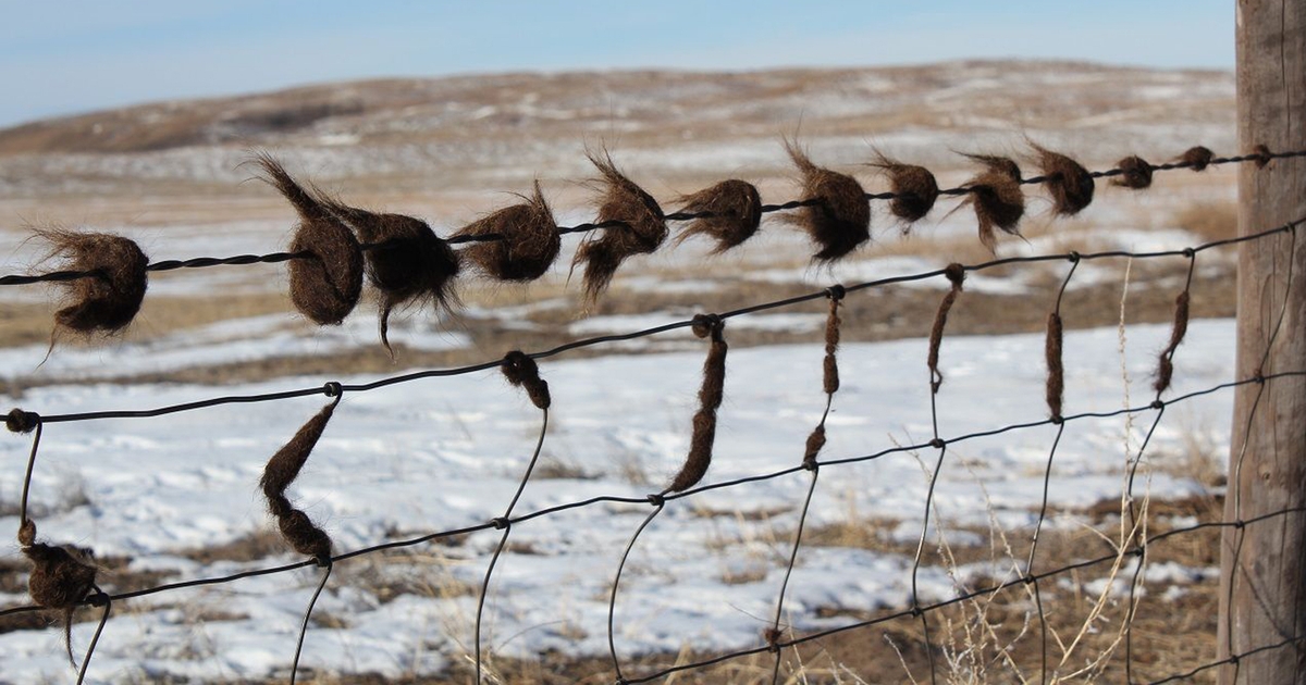 Are cattle lice a problem on your ranch? | Farm Progress