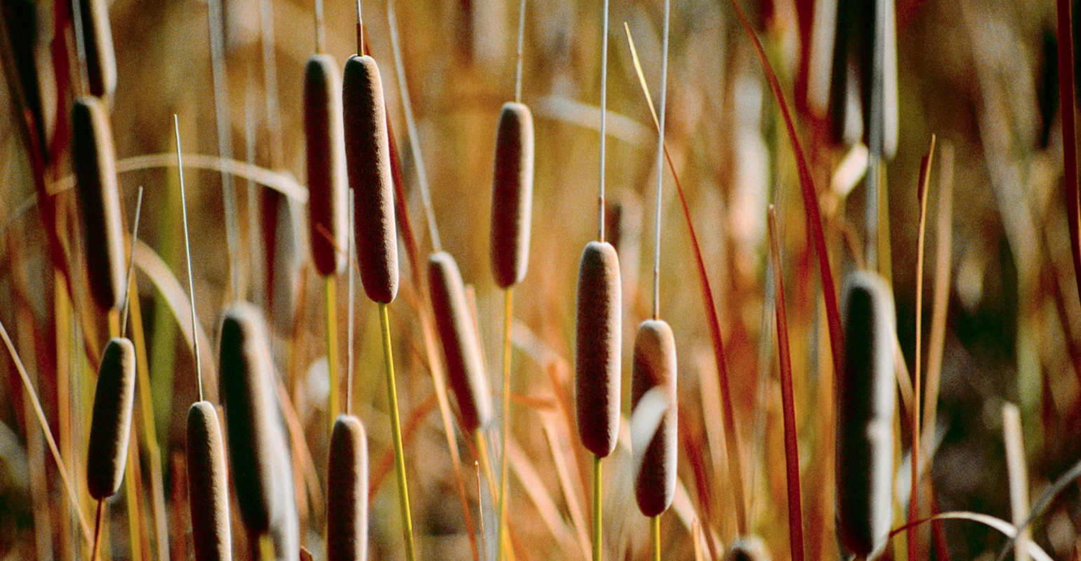 How to control cattail