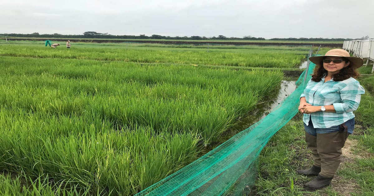 Since 2015, not one specimen found in U.S. rice belt