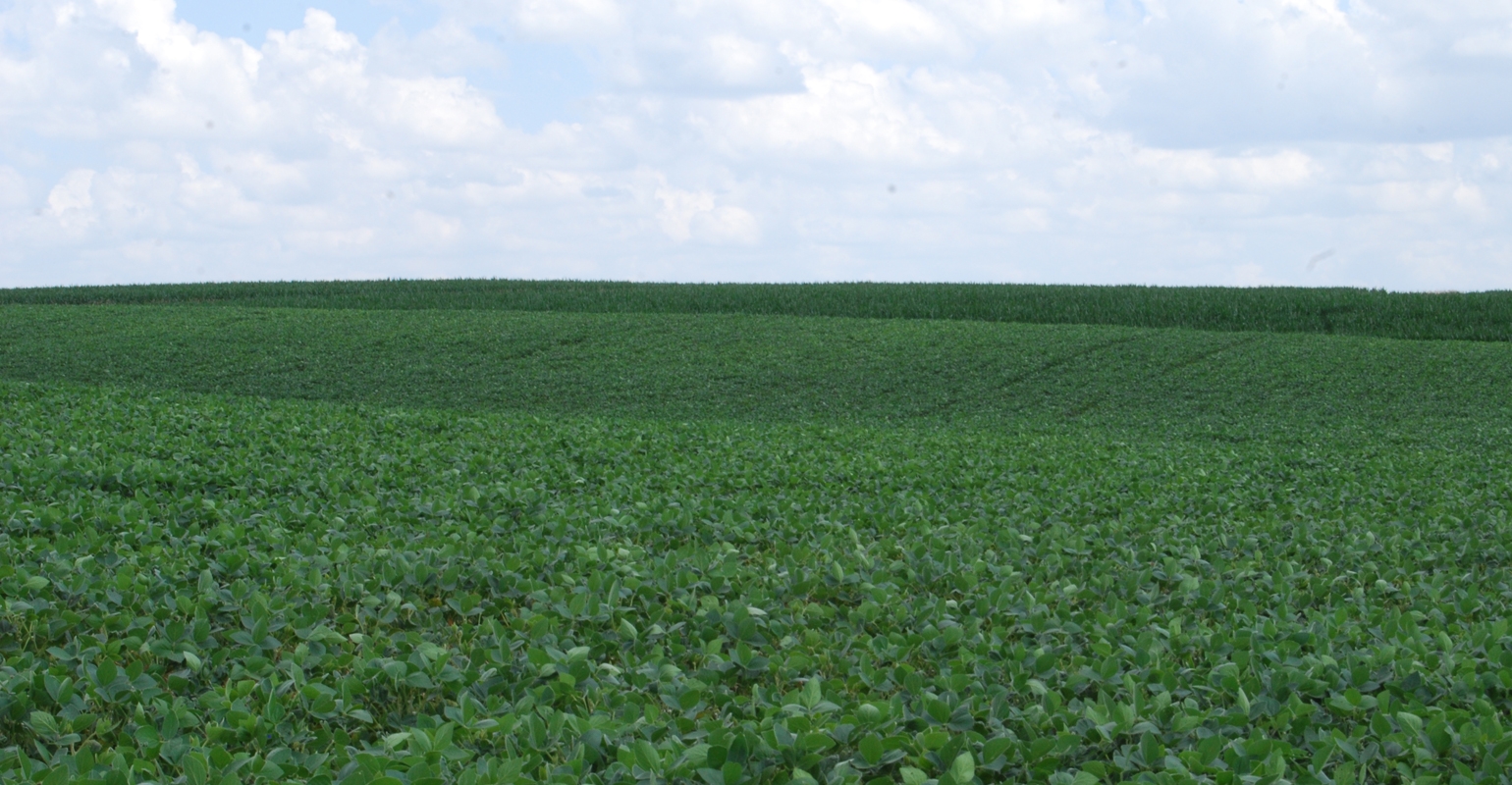 How does your fungicide work?