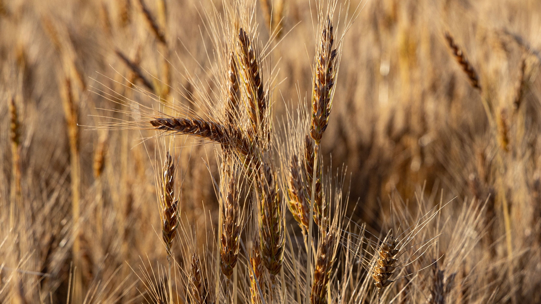 Yes, you can grow wheat in Iowa