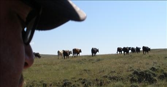 Building a lean, mean stocker business