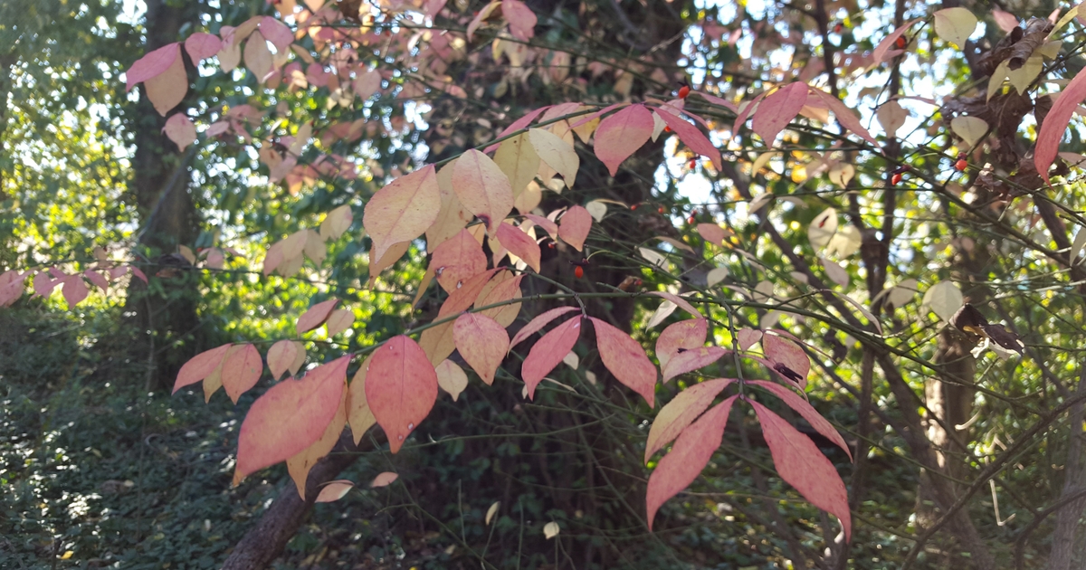 Time to declare war on invasive species in Indiana woodlands