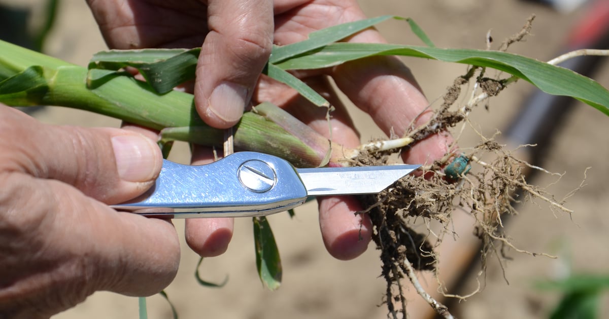 Check seeding depth, root health by digging plants