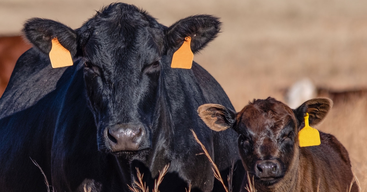 How to deal with cold calves
