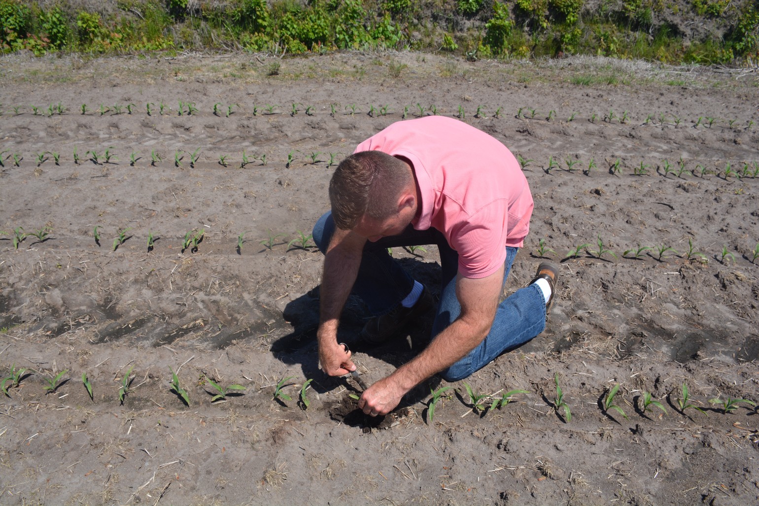 The bottom-line message for crop insects in North Carolina