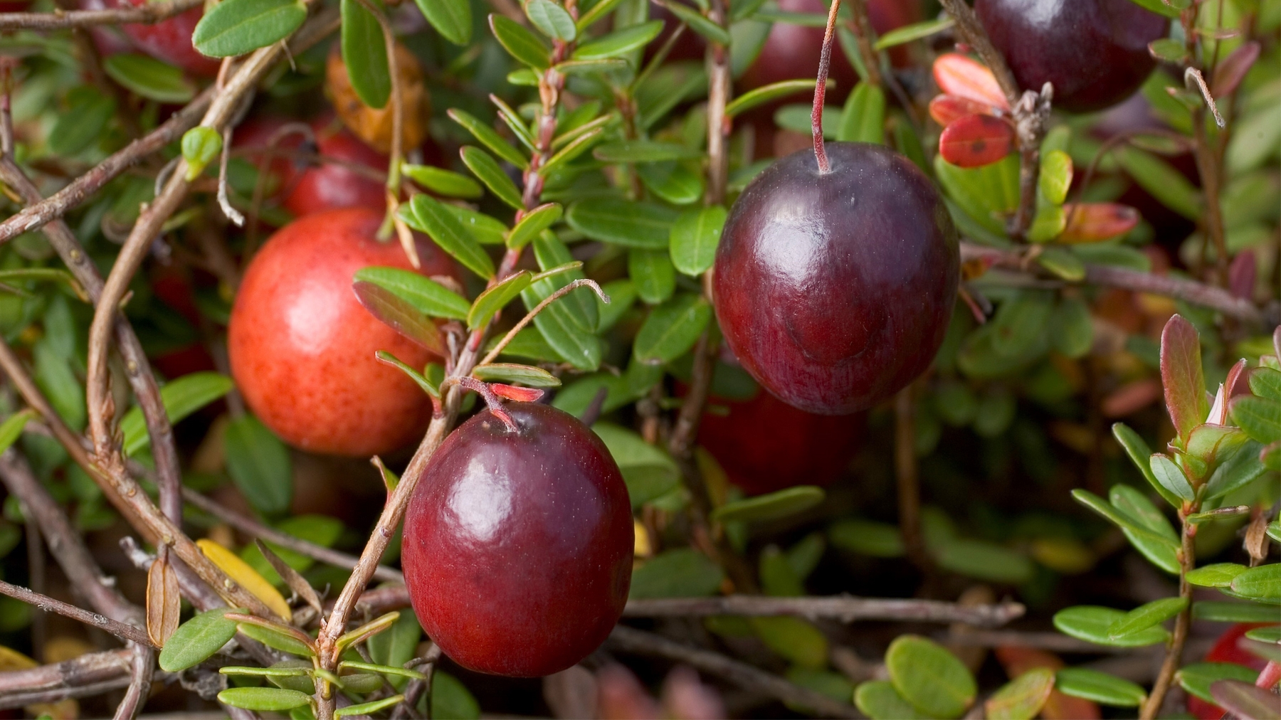 Why Wisconsin is No. 1 cranberry state