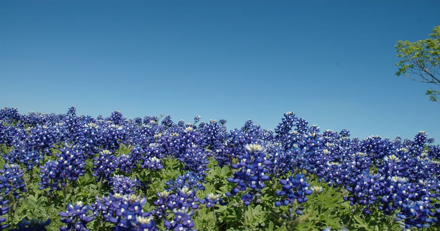Vote for your favorite springtime photo! | Farm Progress