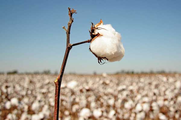 Cotton thrips posed big problem for some South Plains farmers | Farm ...