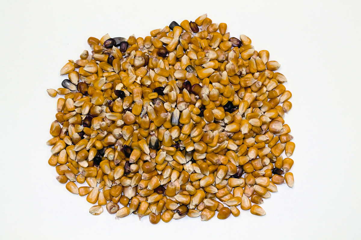 Enogen corn is moving into more ethanol plants