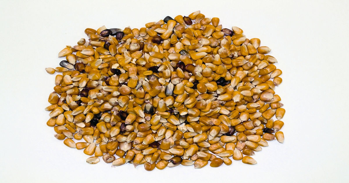 Enogen corn is moving into more ethanol plants