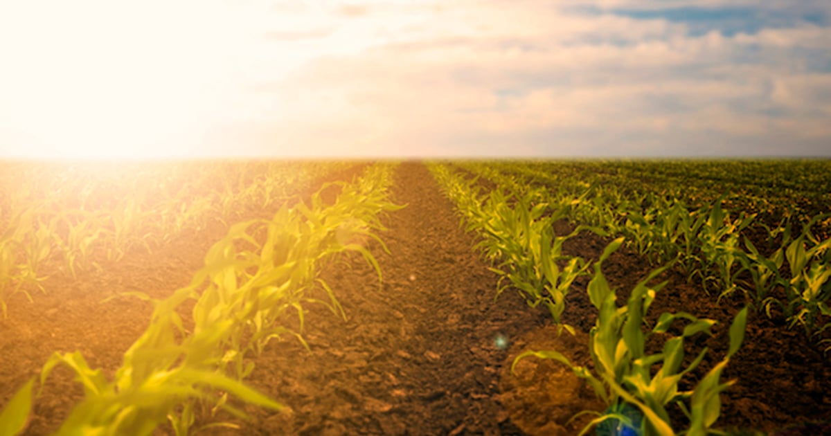 A balanced crop nutrition plan supports proper nutrient uptake