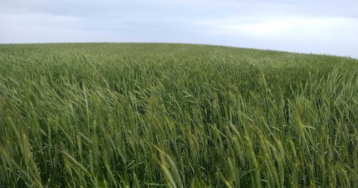 How to use cover crops to reduce nitrate loss