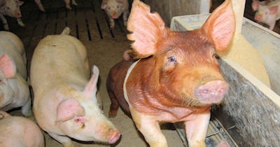 Michigan's hog and pig industry up in numbers from year earlier