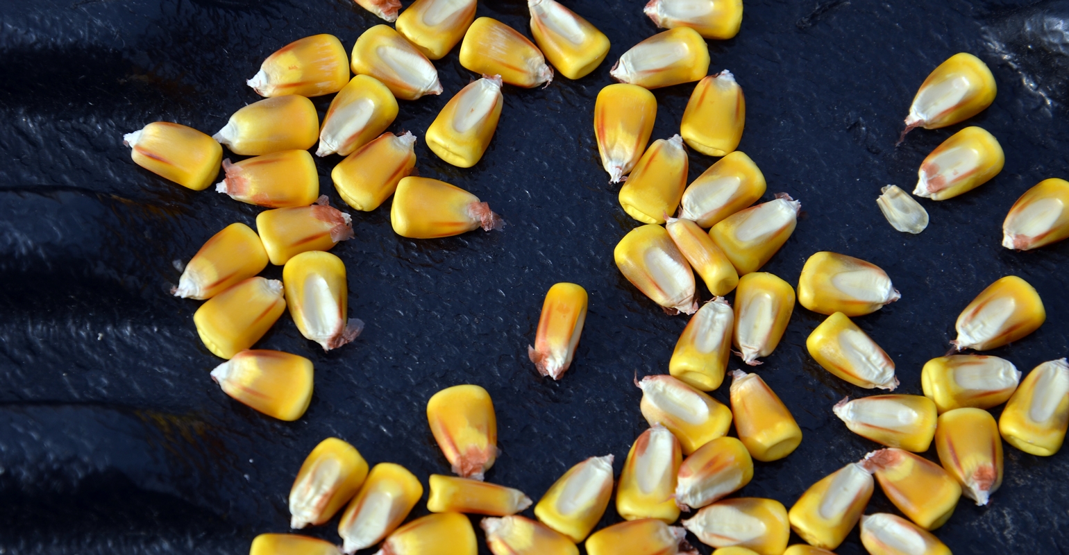 Kernel size, weight greatly impact yield estimates