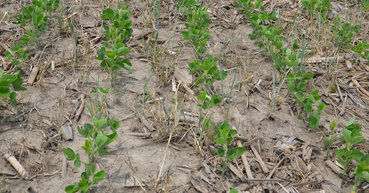 How will soil compaction affect you in 2019?