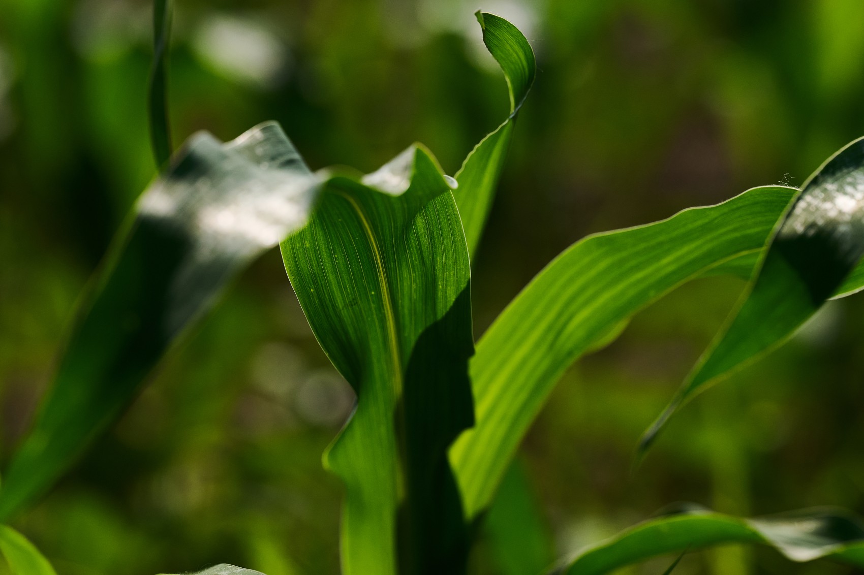 Tough Broadleaves Alter Farmer’s Herbicide Plans