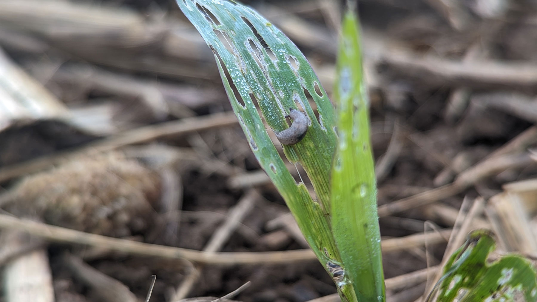 Winter weather will determine spring slug pressure