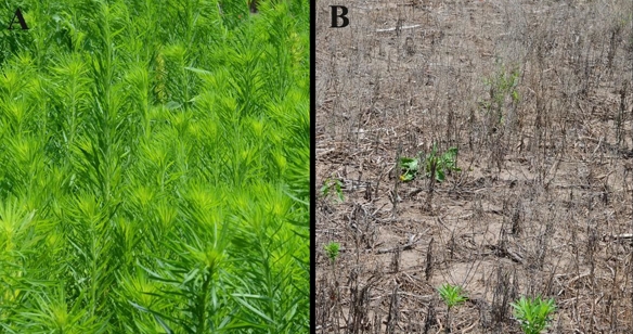 Marestail edging in on no-till crops