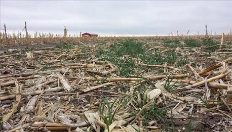 UNL shares results from second year of cover crop project
