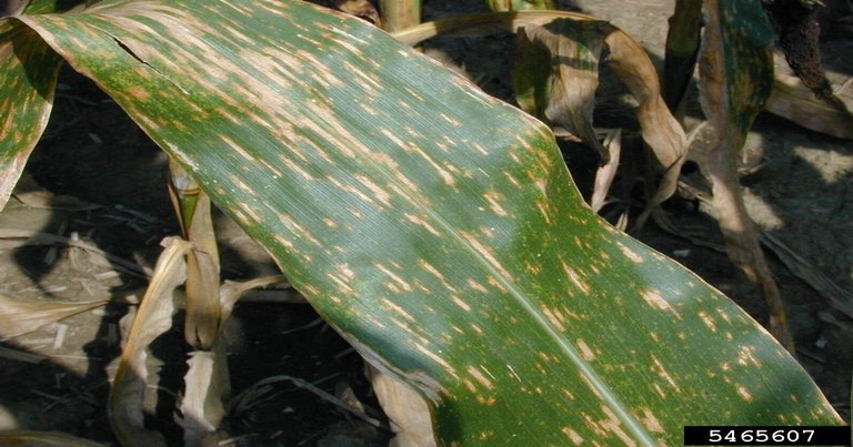 Be aware: 6 Foliar corn diseases to scout for in fields | Farm Progress