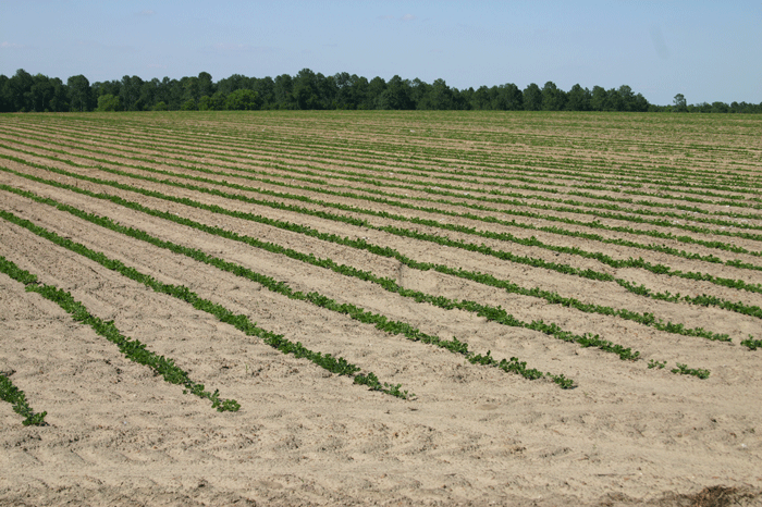 Peanut production 101: Rotation key to bigger yields | Farm Progress