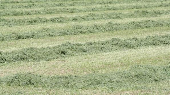 First cutting alfalfa price projections lowered | Farm Progress