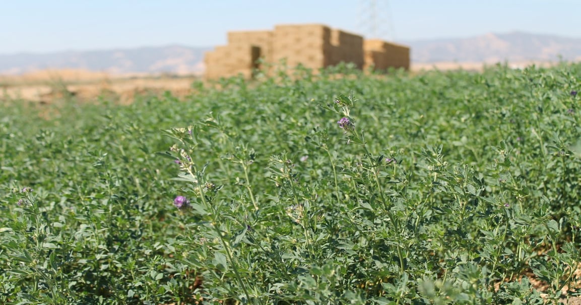 Water management at fall alfalfa planting critical to successful spring