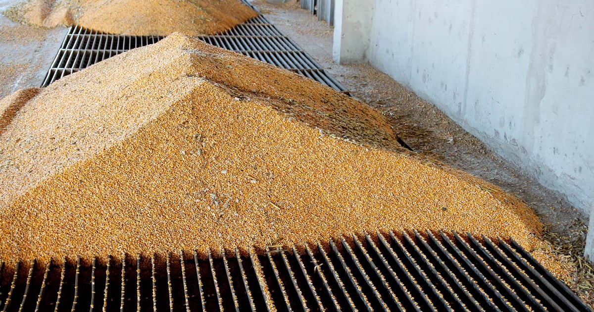 A powerful bull in corn