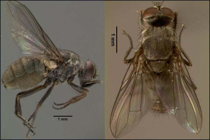 Here's a roundup of horn fly control