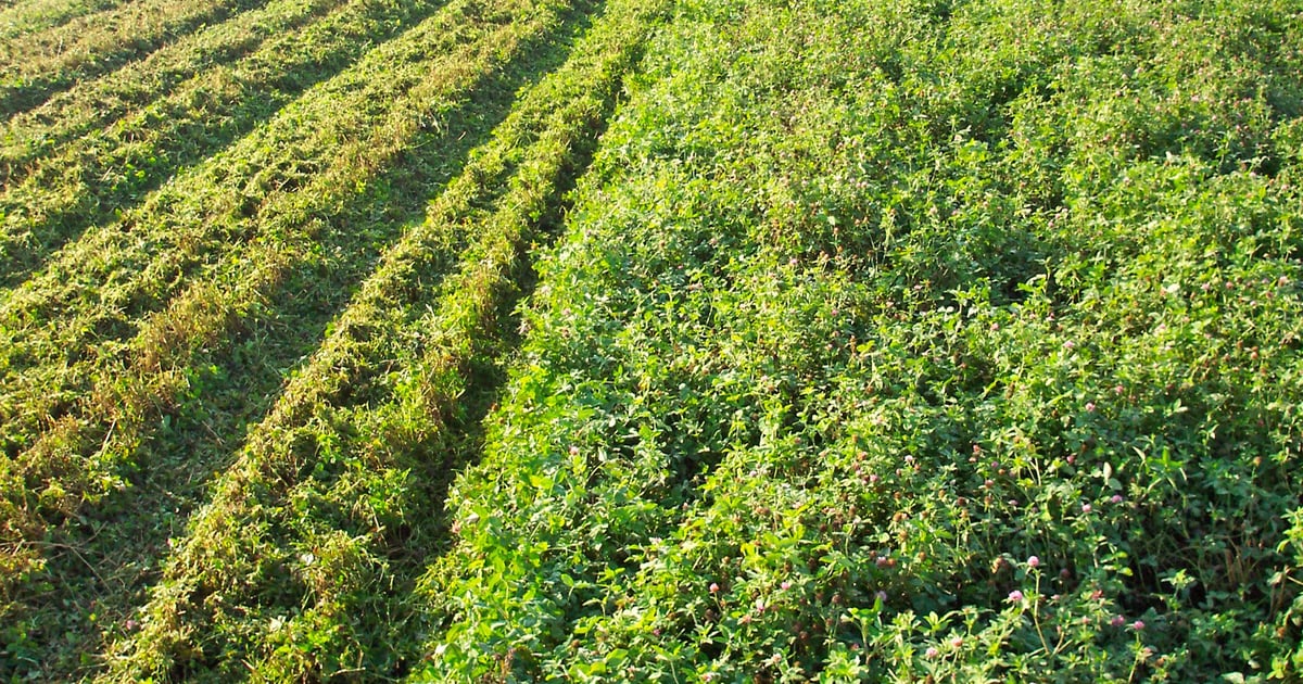 Make most of prevented plant acres