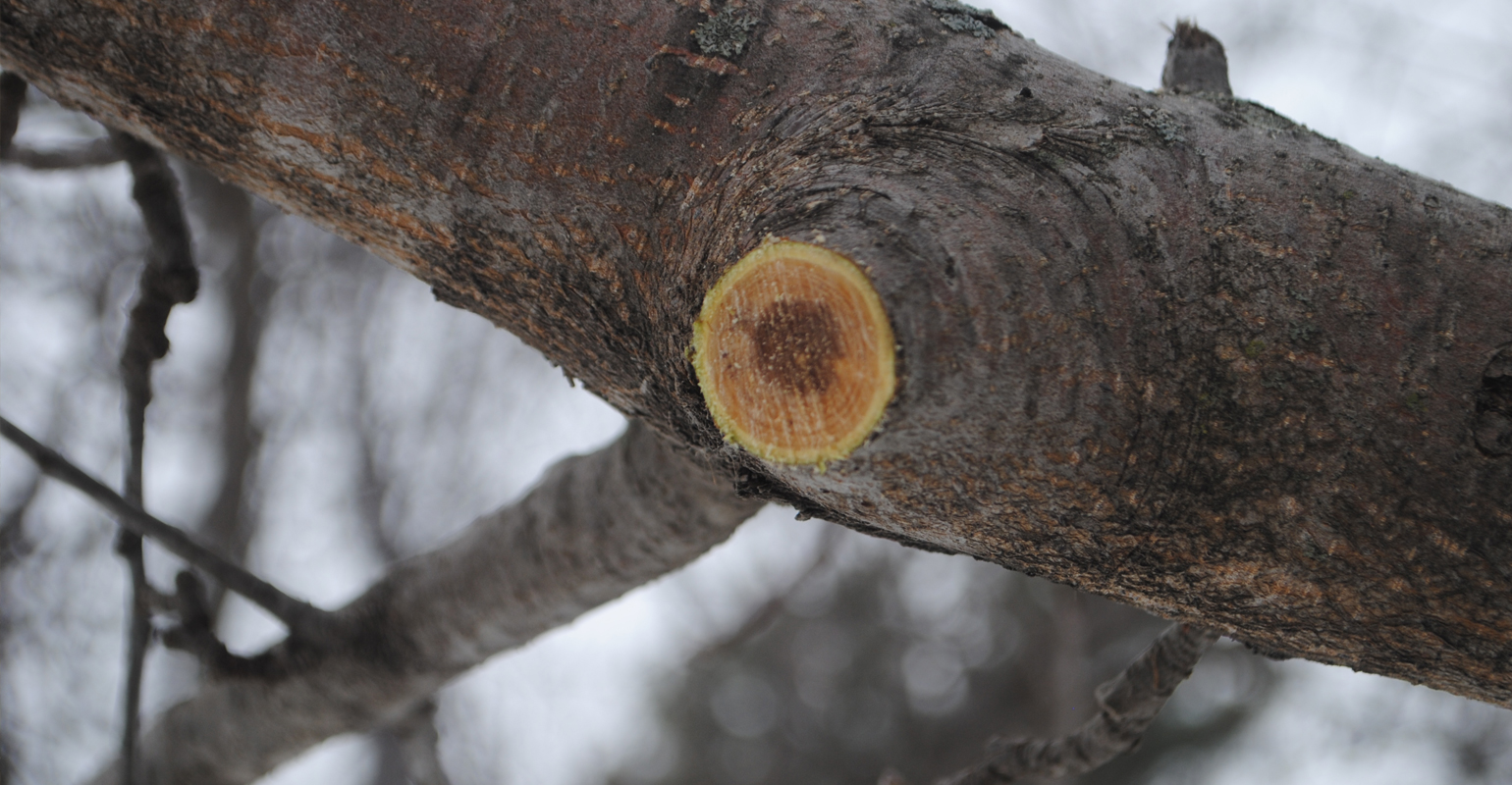 Hand tree tools every farmer needs