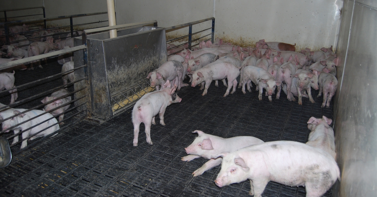 Producing one more pig pays off