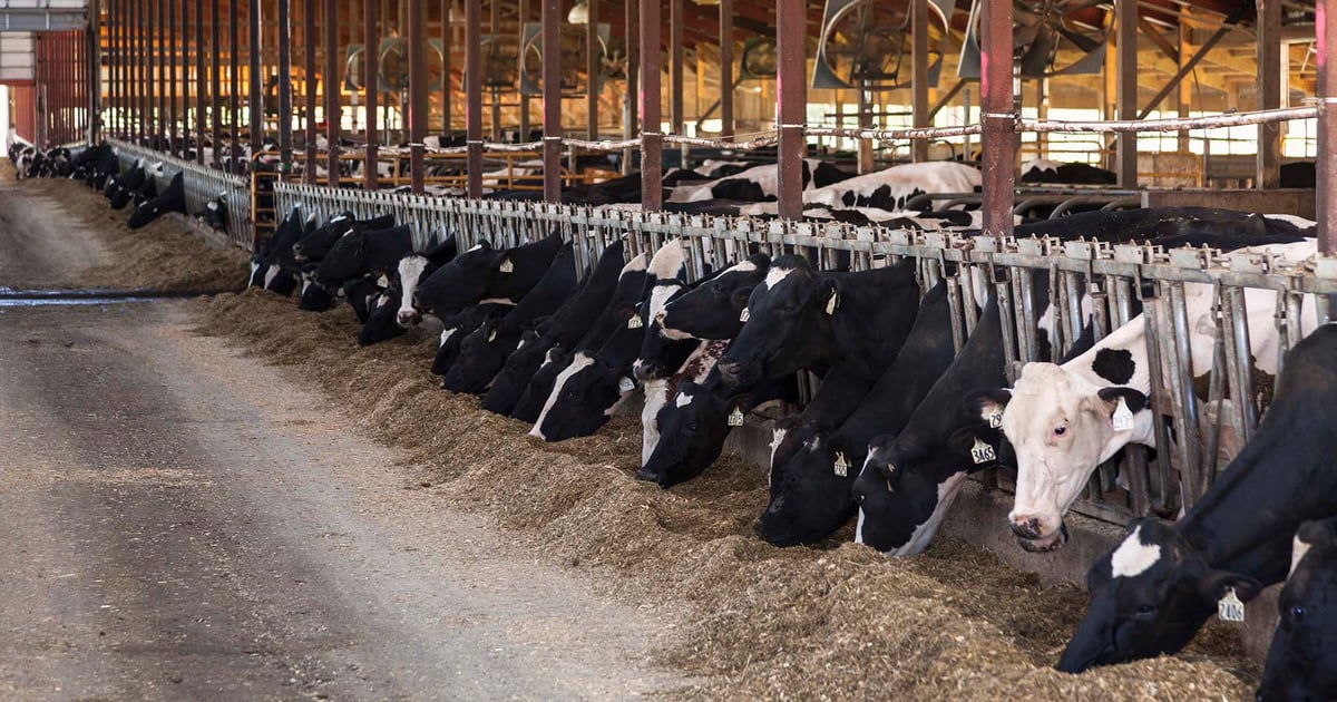 Class III milk futures drop $3: Is a rebound possible?