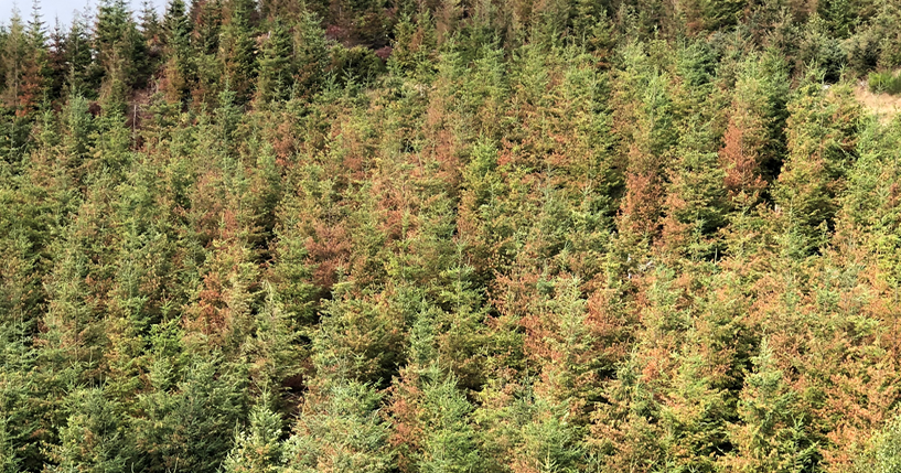 Study: Heat wave damaged trees in PNW