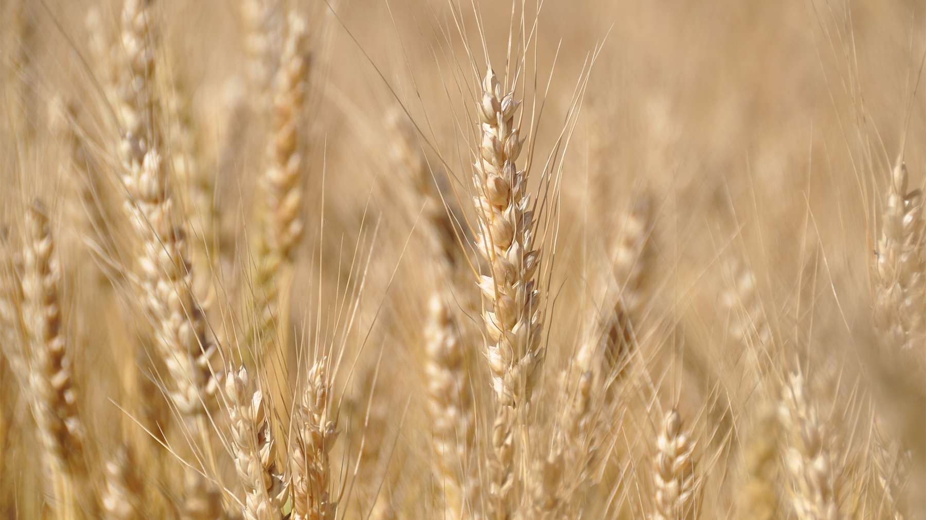 Ohio wheat farmers compete in Wheat to Beat yield and profit challenge