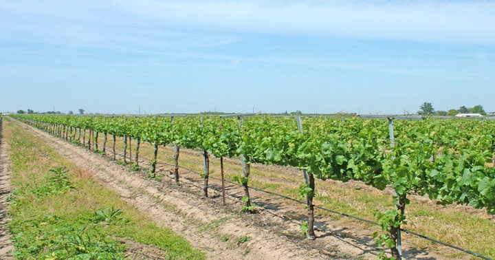 Research promises earlier warning for grapevine canker diseases | Farm ...