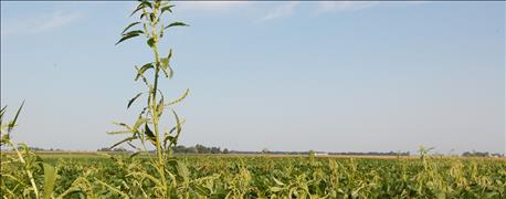 Updated weed control guide for three Midwestern states now available