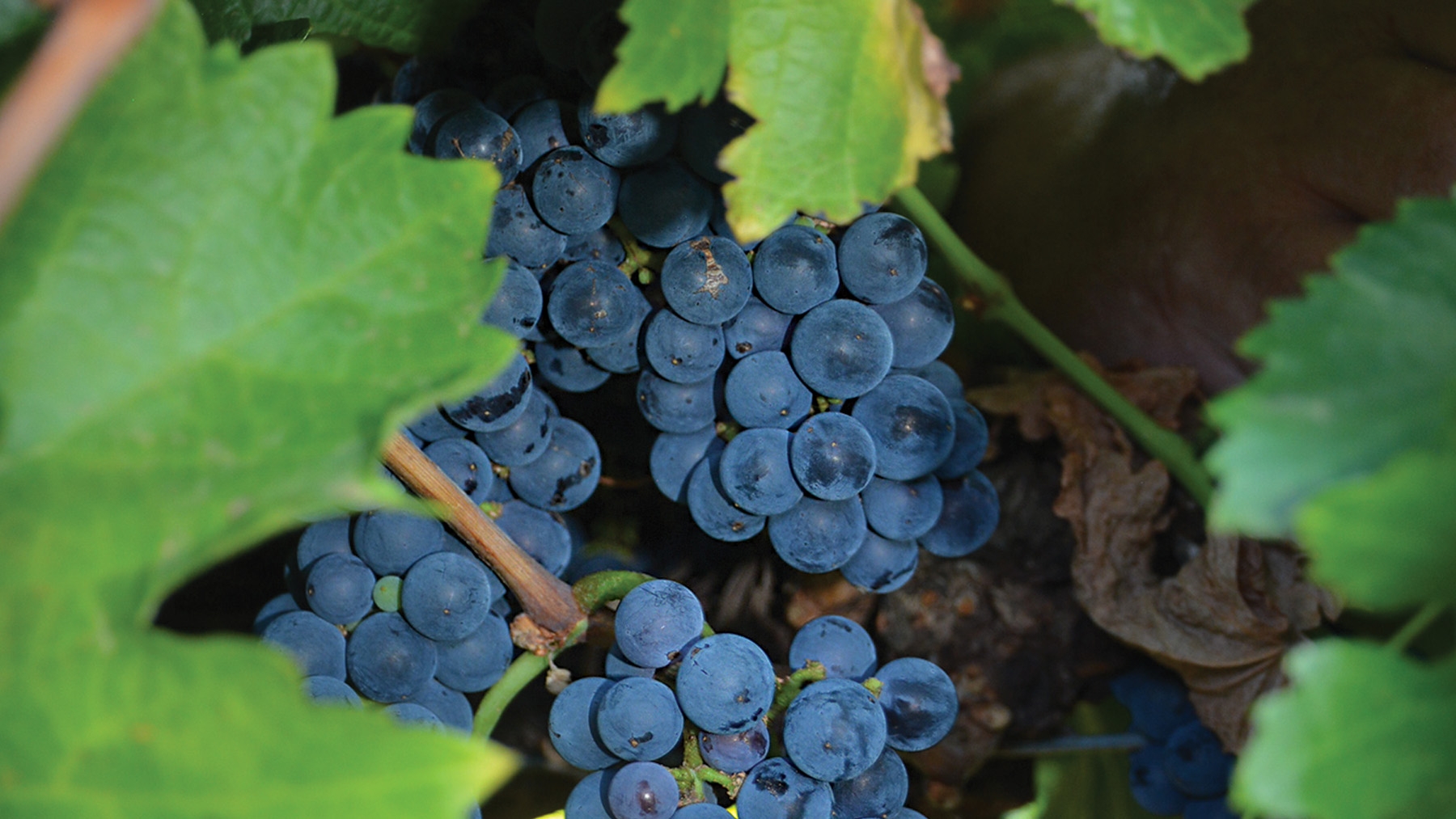 Texas wine grapes thrive amid market challenges