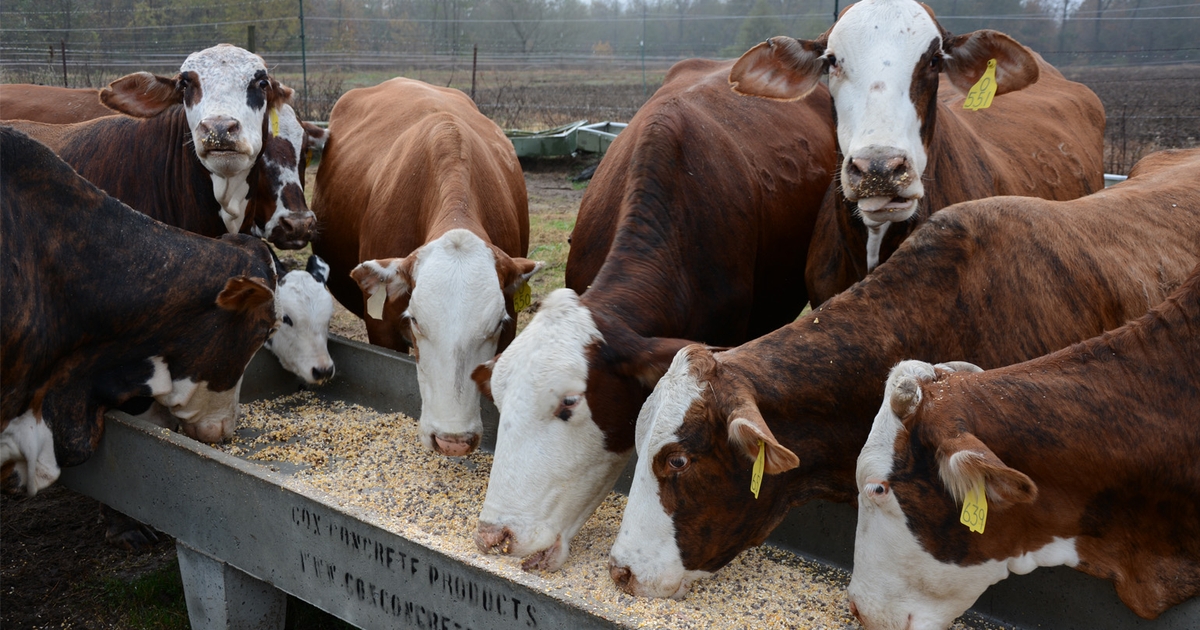 Lice In Cattle Herds Can Bite Producer Profits