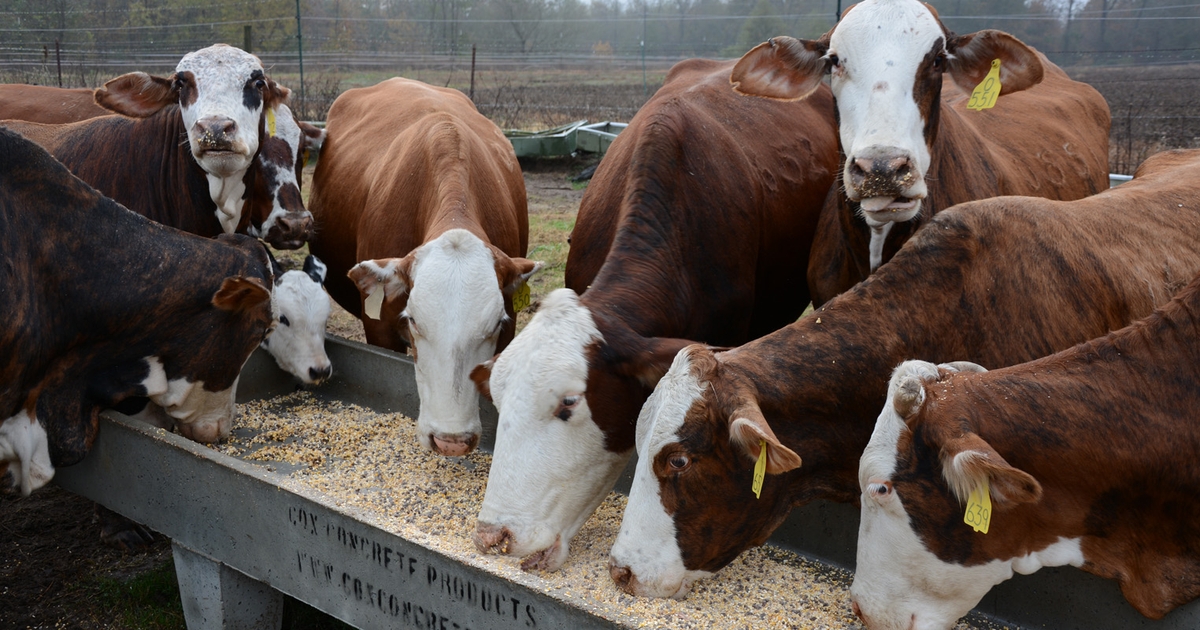 Lice In Cattle Herds Can Bite Producer Profits