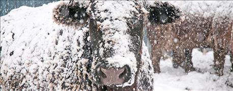 Cold stress in cows affects feed intake