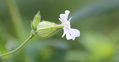 Weed Q&A: White cockle control is best in fall