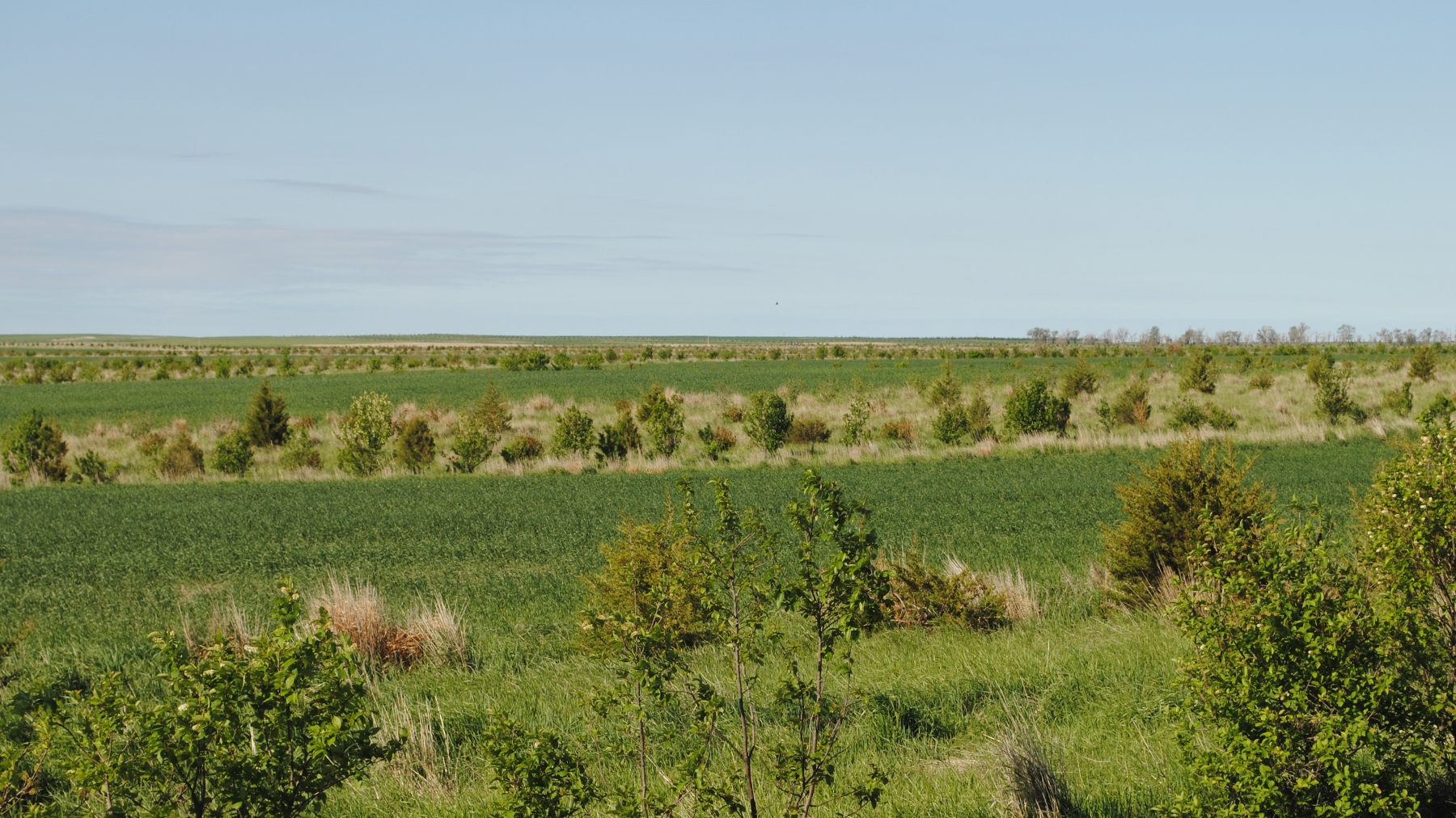 Planting windbreaks: Any way the wind blows