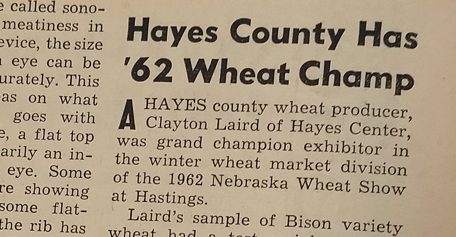 Wheat shows highlighted grain quality