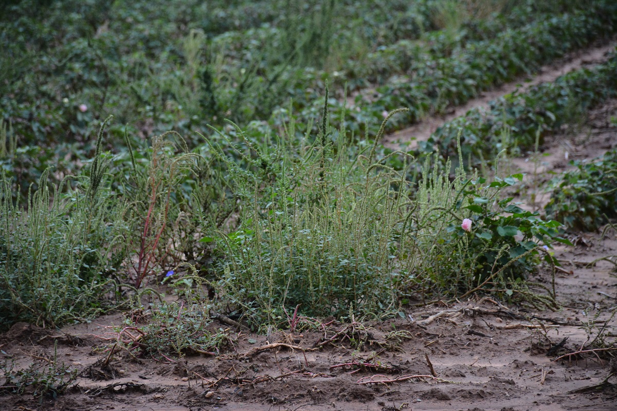 Start clean--stay clean--no escapes for weed resistance management