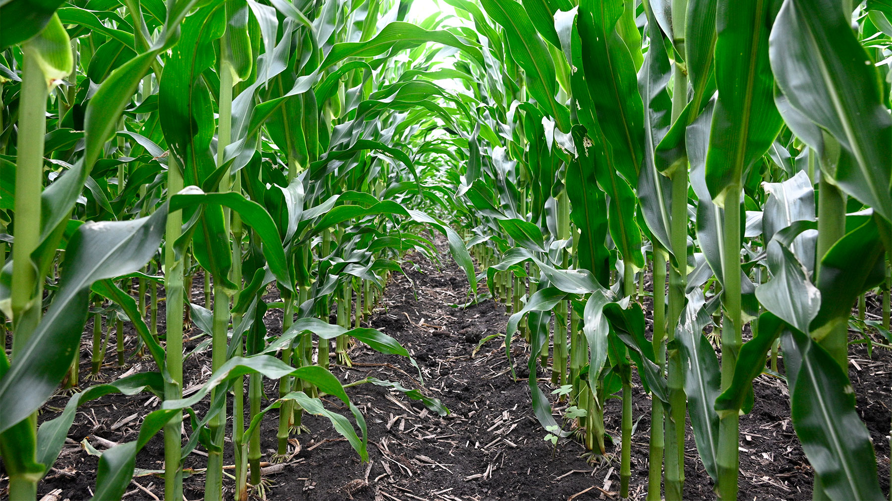 New tank-mix rootworm product expected for 2026