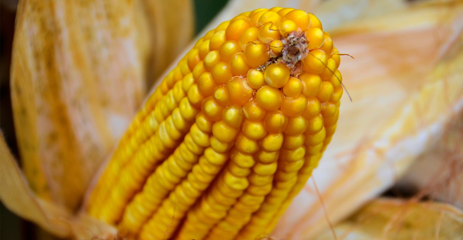 Dig into this corn data to find new top-performing hybrids